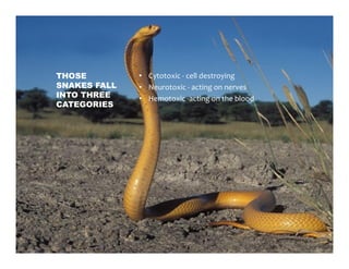 Snake Awareness | PDF