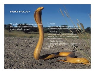 Snake Awareness | PDF