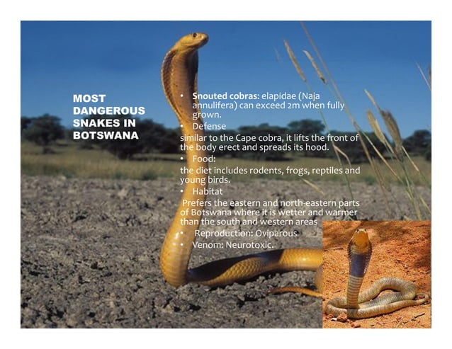 Snake Awareness | PDF