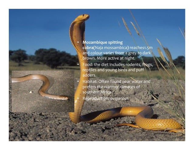 Snake Awareness | PDF