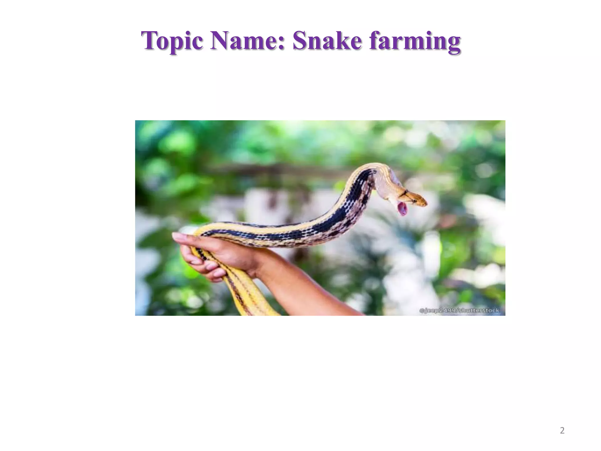 Snake Farming in/of Bangladesh | PPTX