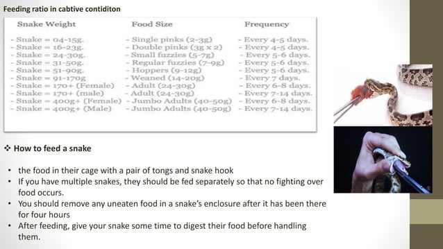 Snake farming | PPT