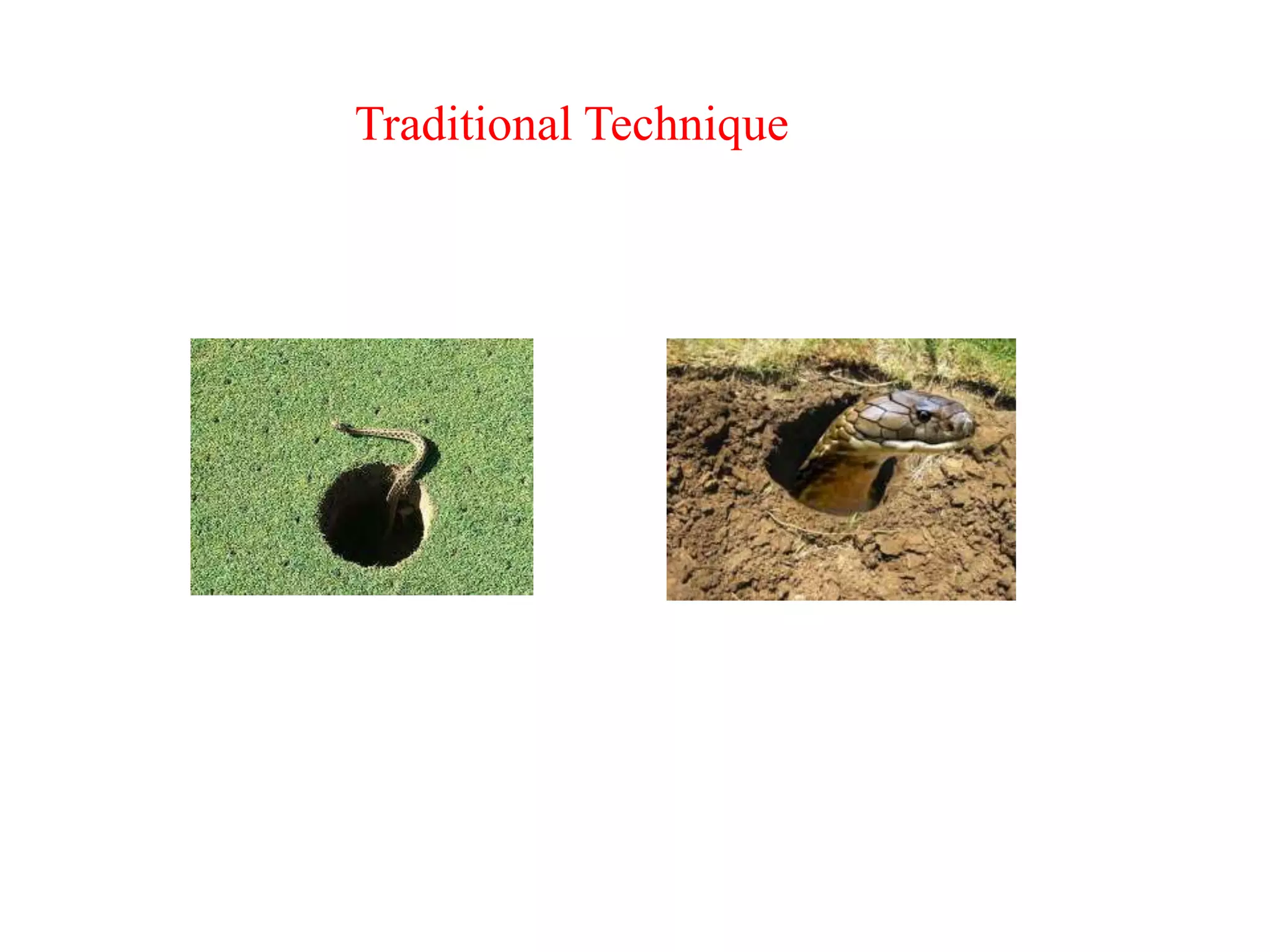 Snake farming slide | PPTX | Agriculture | Industries