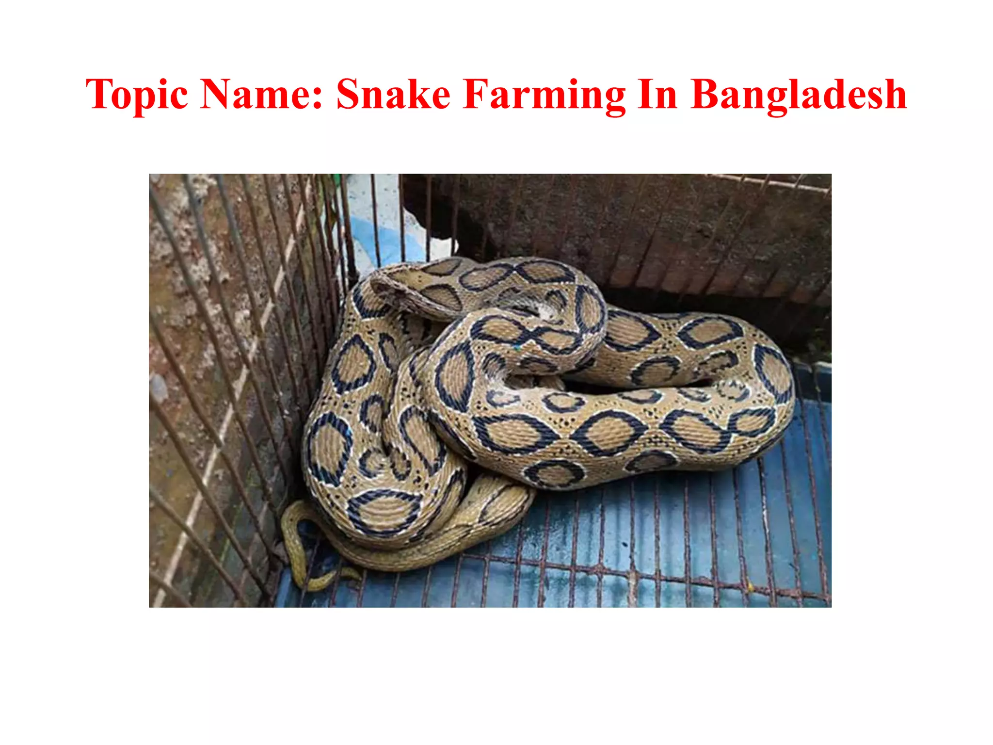 Snake farming slide | PPTX | Agriculture | Industries