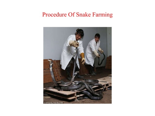 Snake farming slide | PPTX | Agriculture | Industries