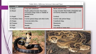 Snake Forensic ,types of snakes- Edited-1.pptx