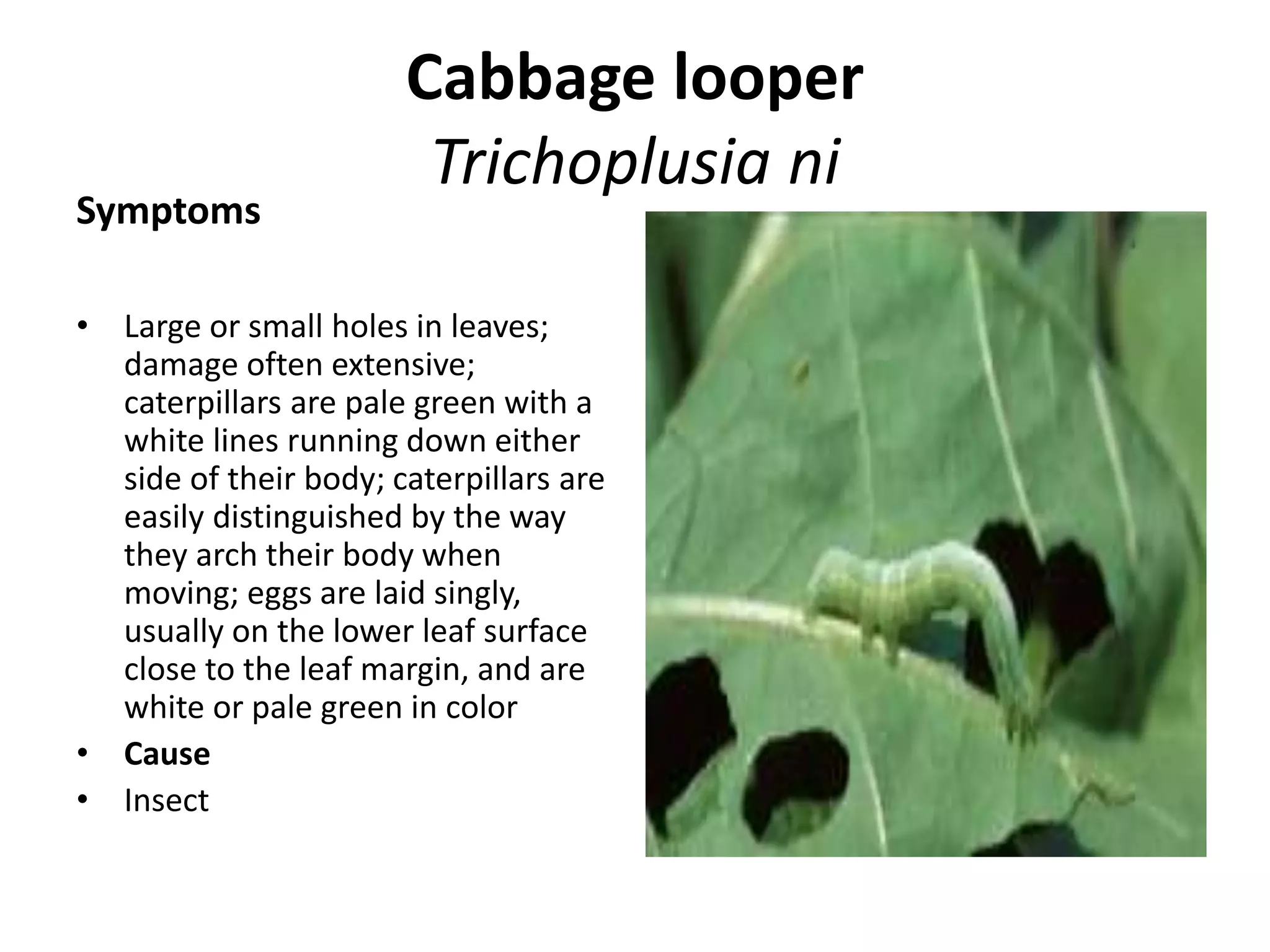 Snake gourd Insects A Lecture By Allah Dad Khan Provincial Coordinator ...