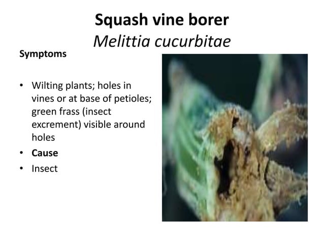 Snake gourd Insects A Lecture By Allah Dad Khan Provincial Coordinator ...