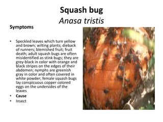 Snake gourd Insects A Lecture By Allah Dad Khan Provincial Coordinator ...