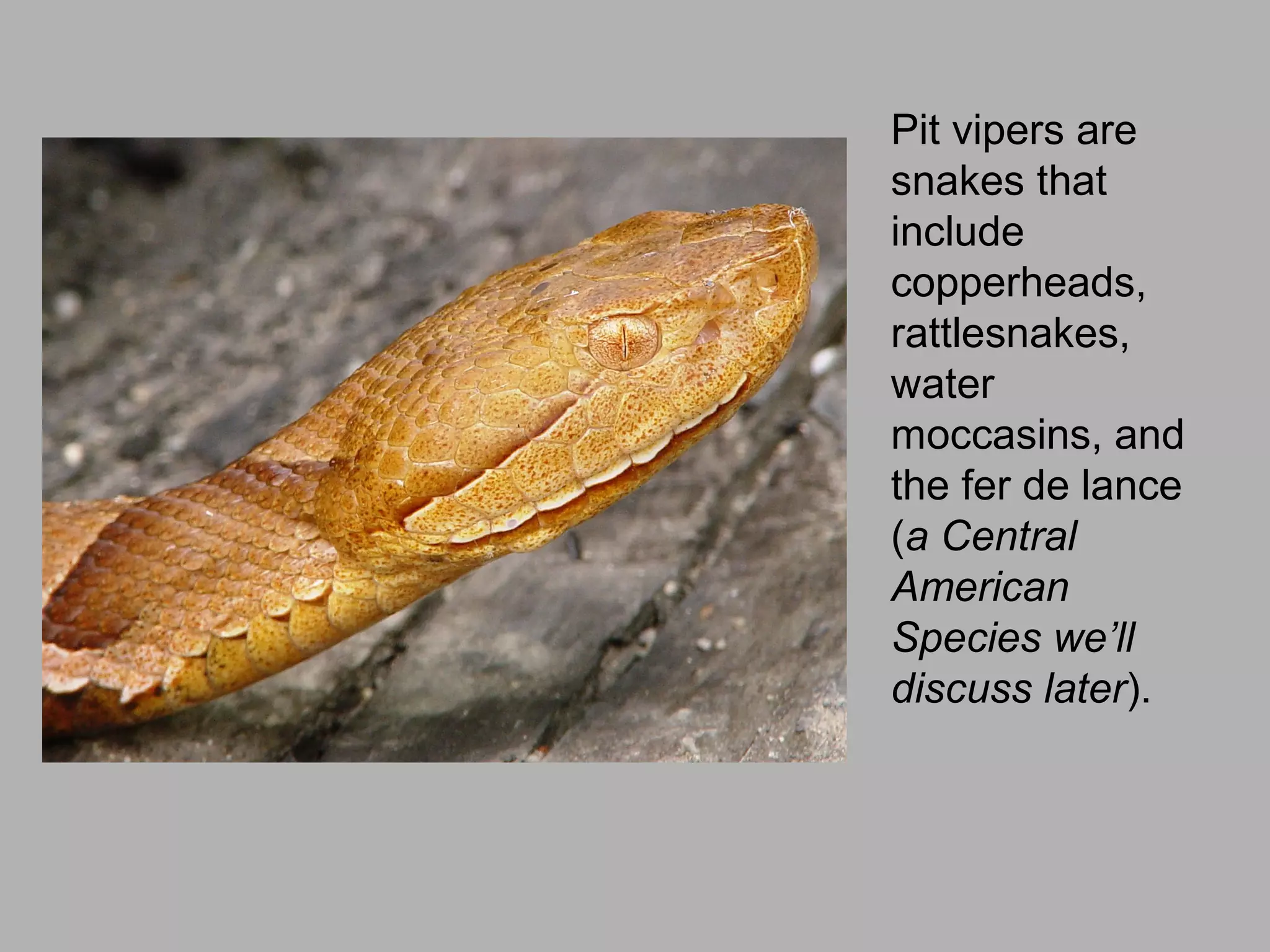 Snake Notes | PPT