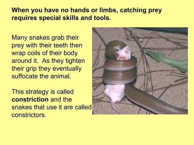 Snake Notes | PPT | Ear, Nose and Throat Conditions | Diseases and ...