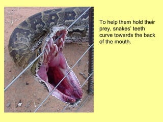 Snake External Anatomy