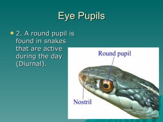 Snake notes | PPT