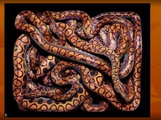 Snake paintings | PPS