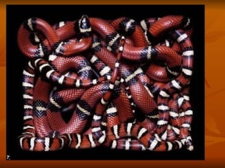 Snake paintings | PPS