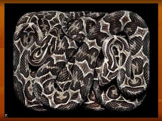 Snake paintings | PPS