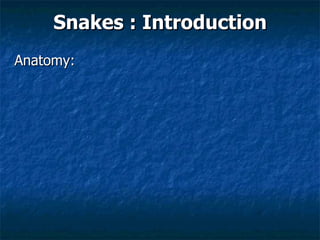 Snake Bite.ppt