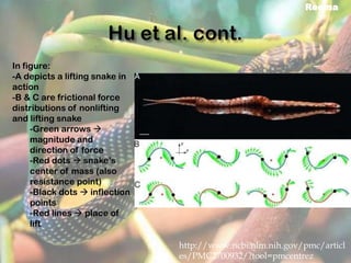 Snake Exercise Presentation | PPTX