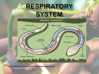 Snake Exercise Presentation | PPTX