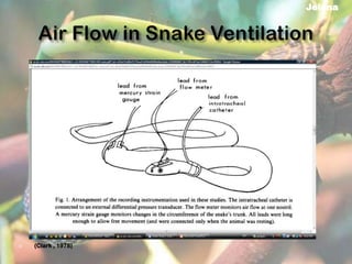 Snake Exercise Presentation | PPTX