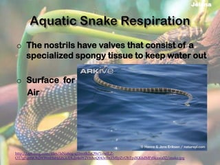 Snake Exercise Presentation | PPTX