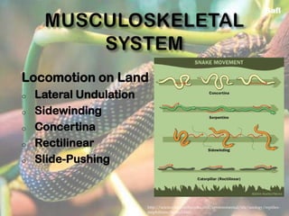 Snake Exercise Presentation | PPTX