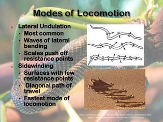 Snake Exercise Presentation | PPTX