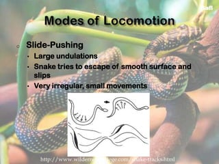 Snake Exercise Presentation | PPTX