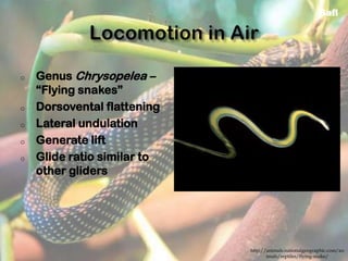 Snake Exercise Presentation | PPTX