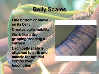 Snake Exercise Presentation | PPTX