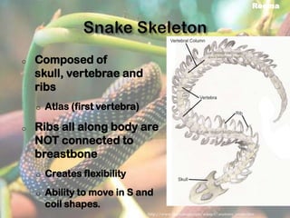 Snake Skeleton Diagram