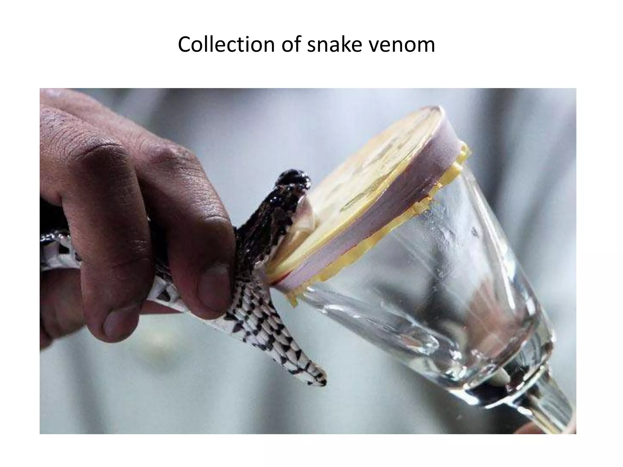 Snake _presentation.pptx