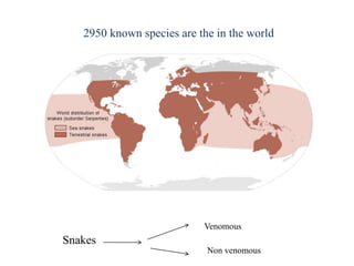 Where Do Snakes Live Map