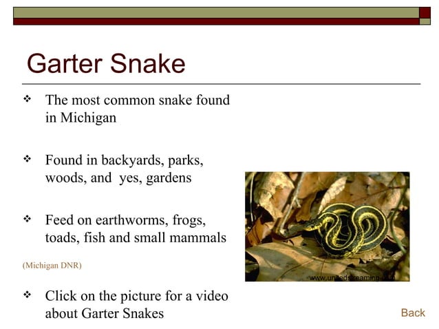 Snakes | PPT