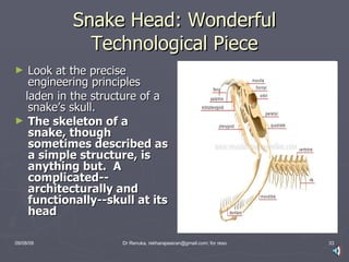 Snake Skeleton Diagram