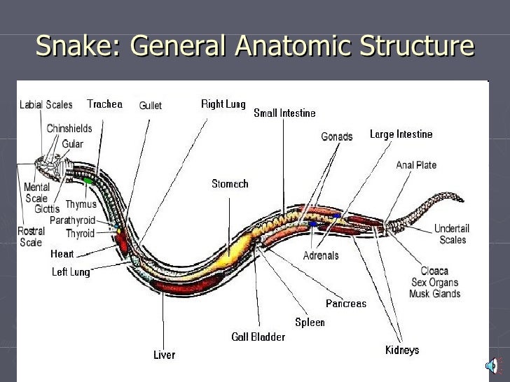 Snake Internal Anatomy Snake Internal Anatomy