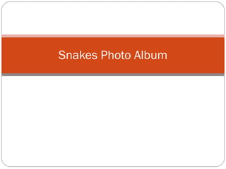 Snakes | PPT