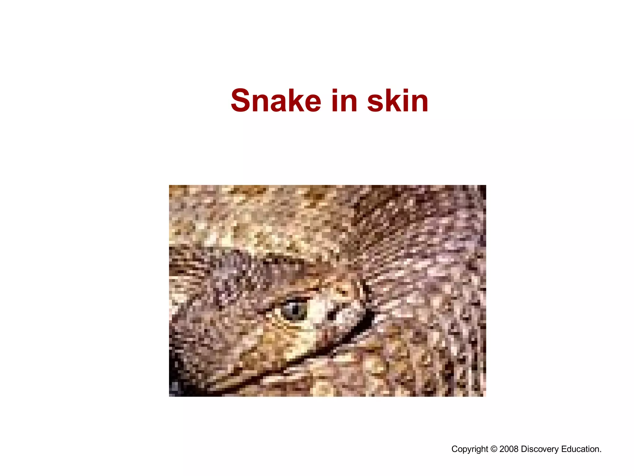 Snakes | PPT