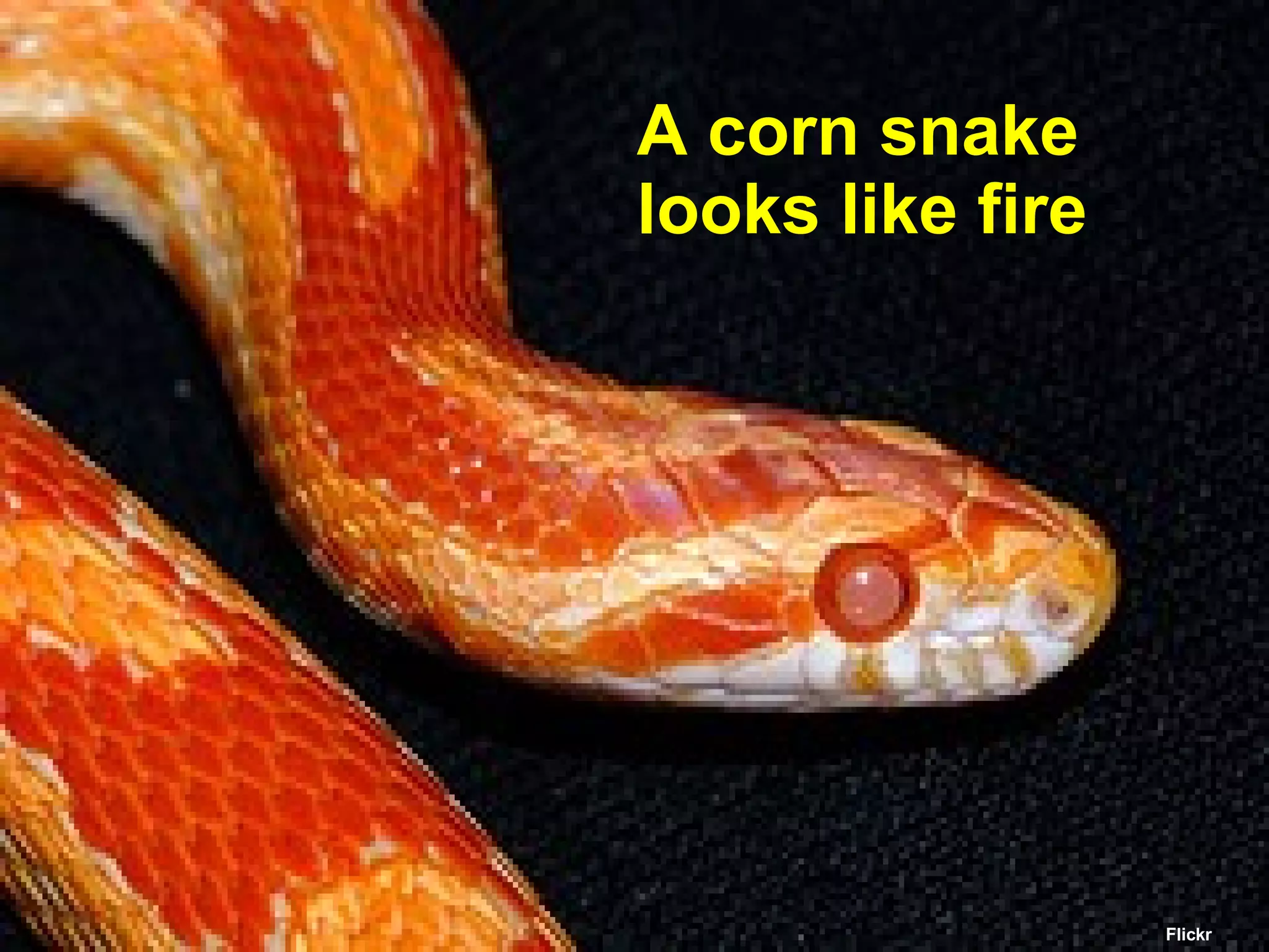 Snakes | PPT