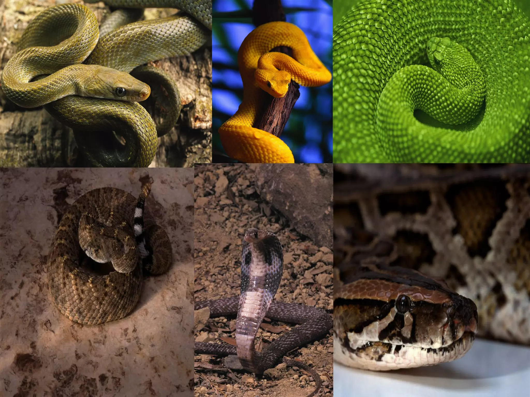 Snakes | PPT