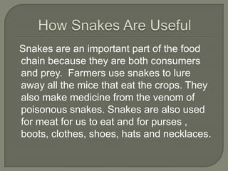 Snakes | PPTX | First Aid | Injuries