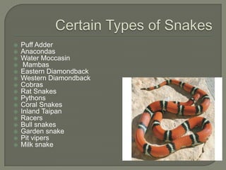 Snakes | PPTX | First Aid | Injuries