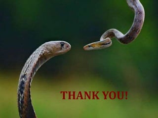 Snakes | PPTX