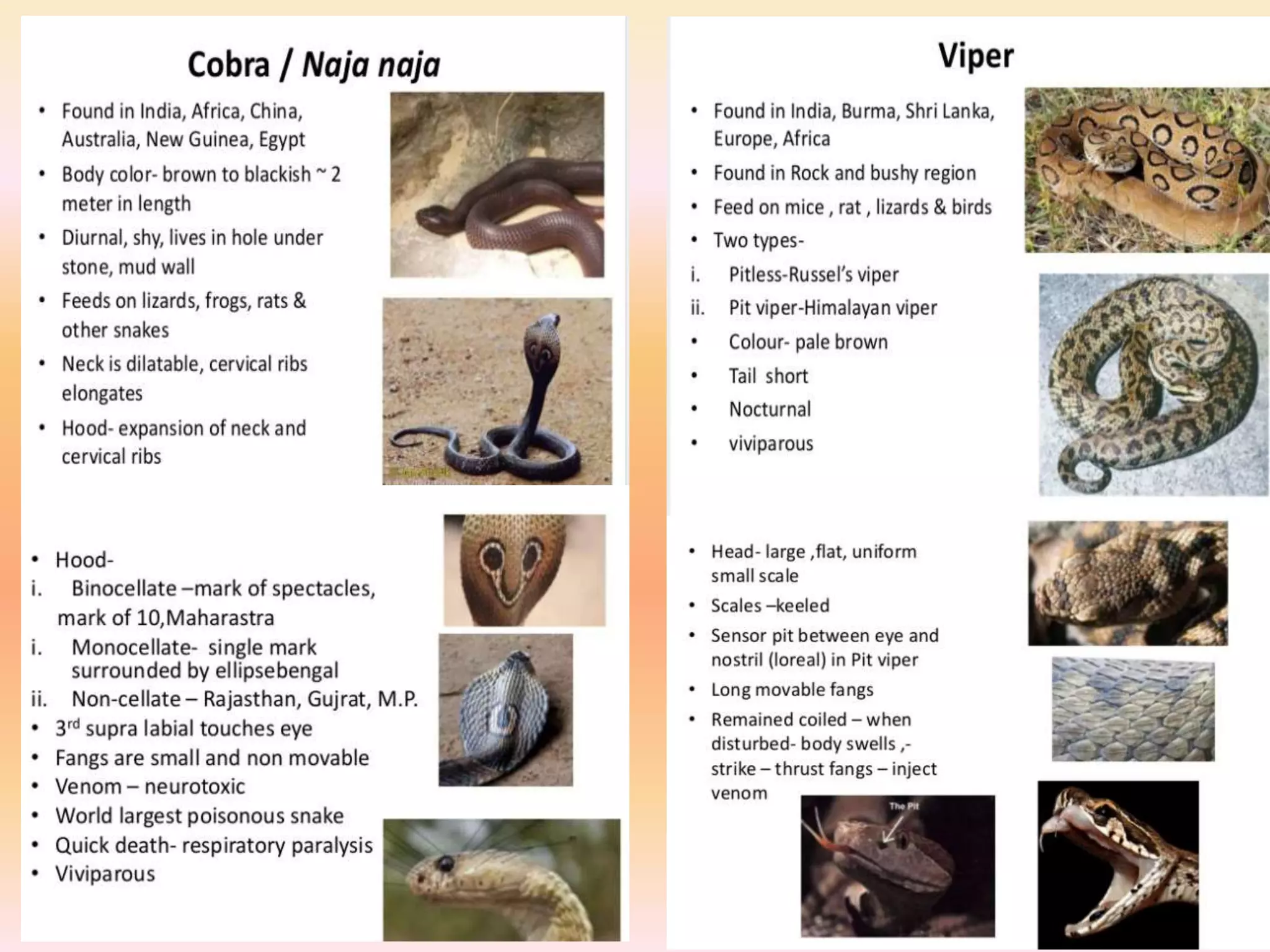 Snakes-poisonous & Non poisonous, venom ,biting mechanism | PPTX