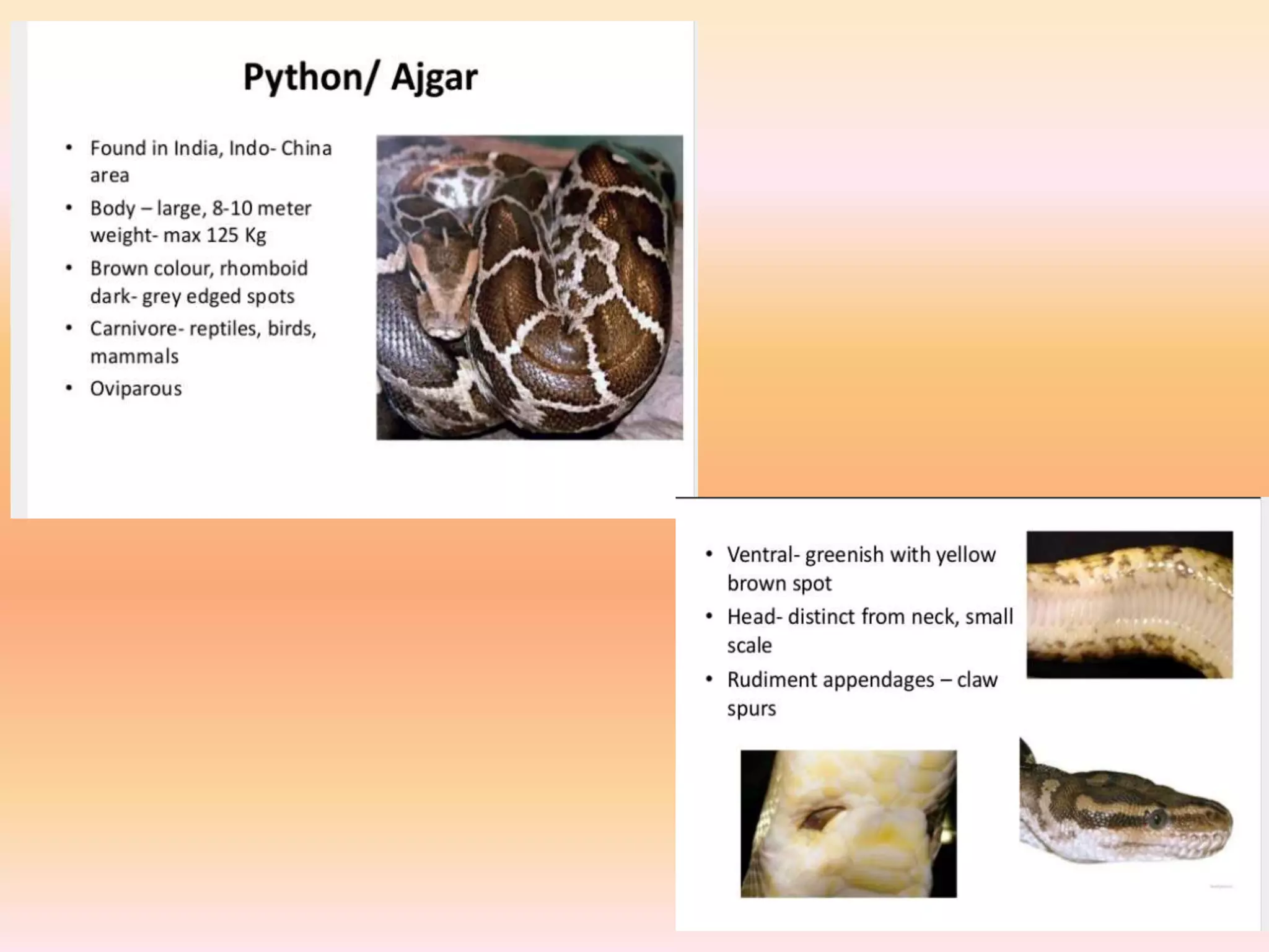 Snakes-poisonous & Non poisonous, venom ,biting mechanism | PPTX