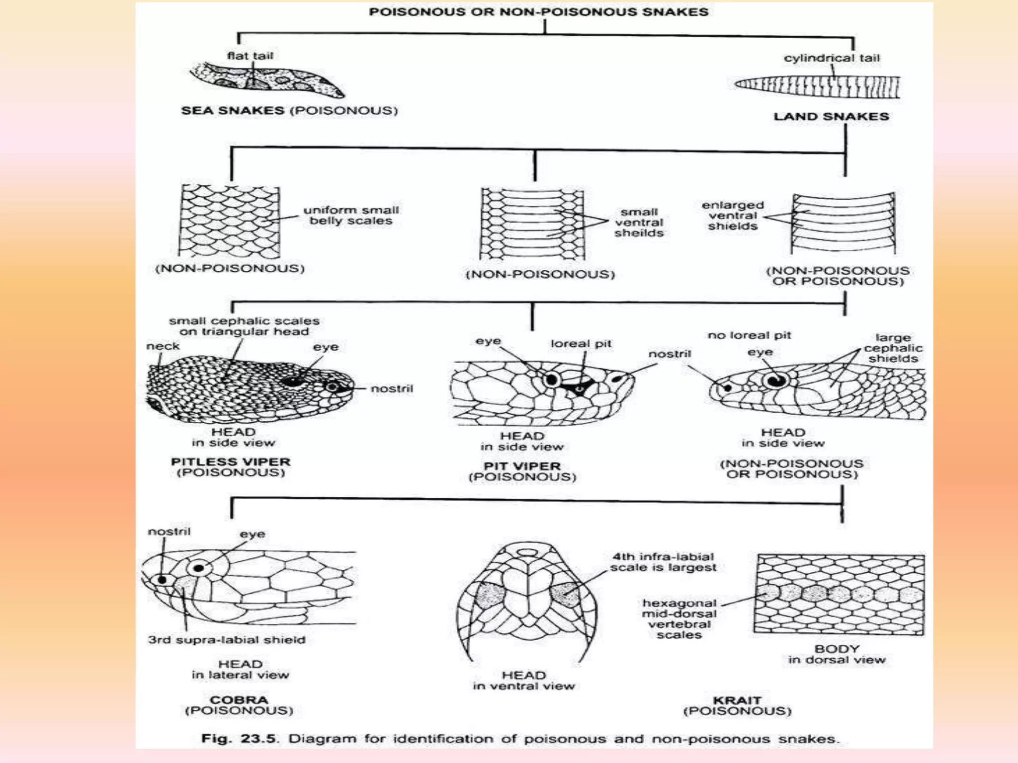 Snakes-poisonous & Non poisonous, venom ,biting mechanism | PPTX