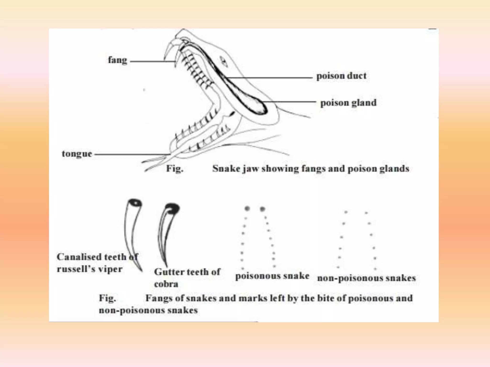Snakes-poisonous & Non poisonous, venom ,biting mechanism | PPTX