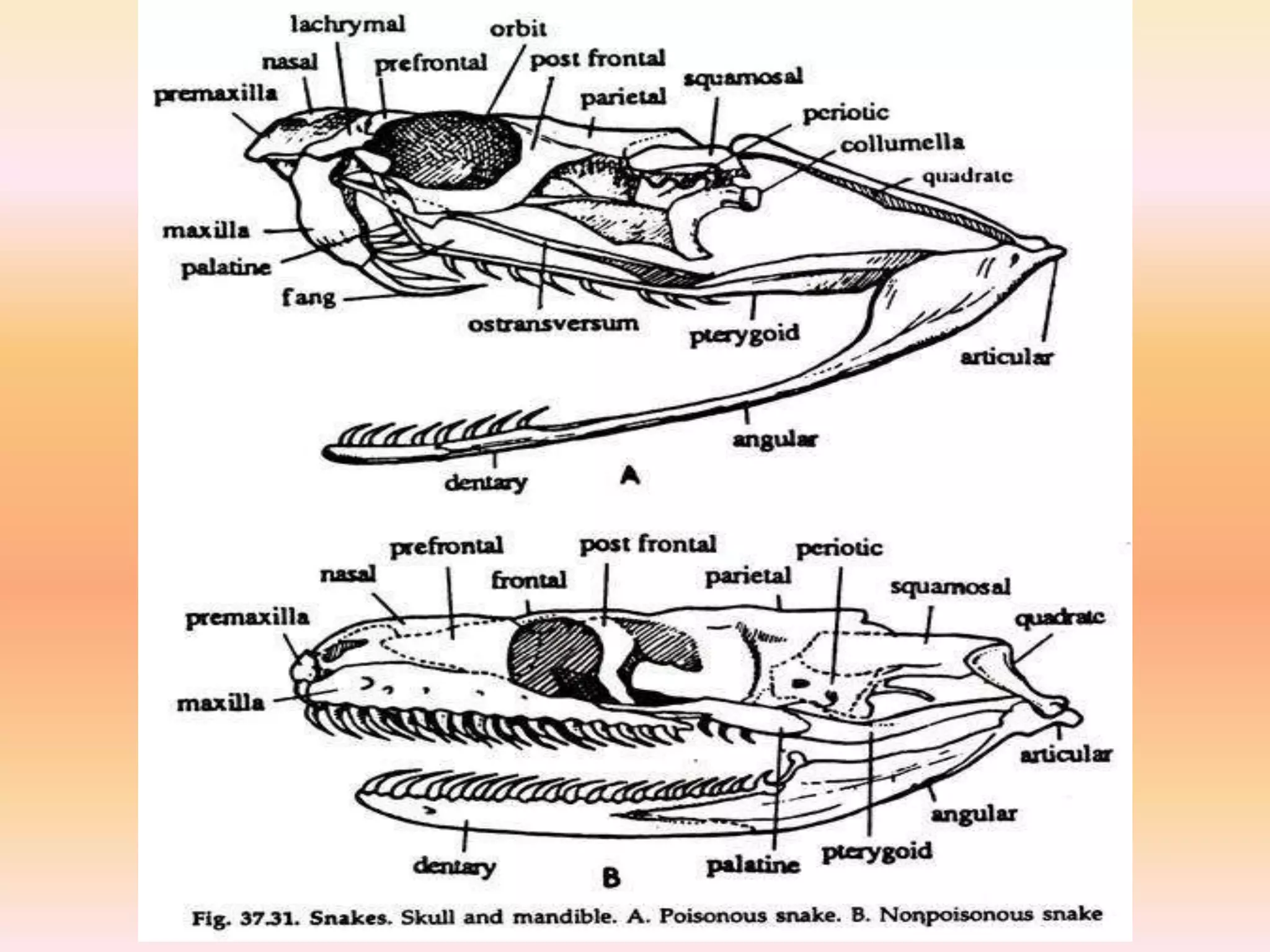 Snakes-poisonous & Non poisonous, venom ,biting mechanism | PPTX