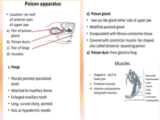 Snakes-poisonous & Non poisonous, venom ,biting mechanism | PPTX