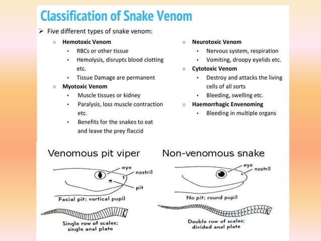 Snakes-poisonous & Non poisonous, venom ,biting mechanism | PPTX ...